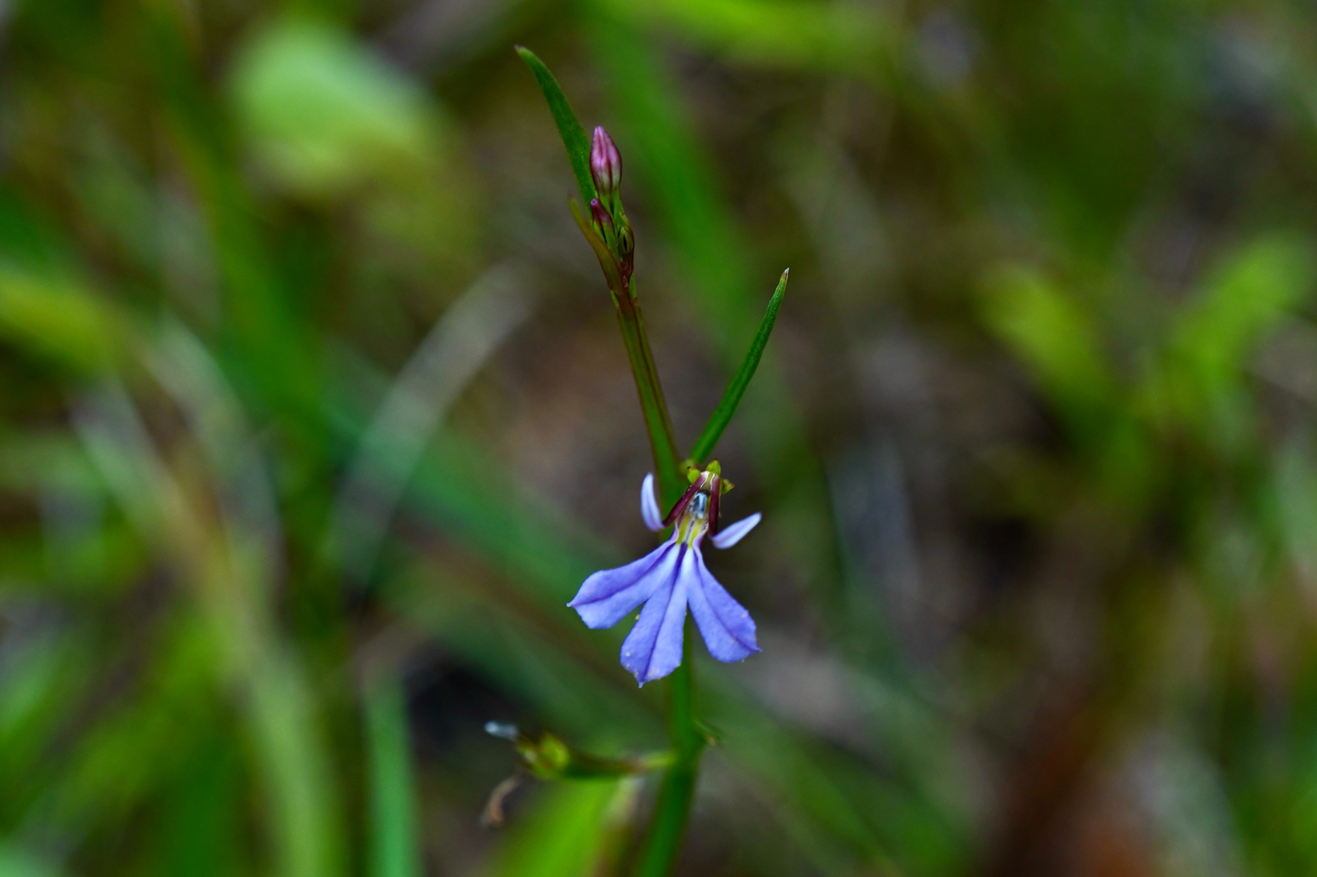 Habitat pack | Plants for Residents 2025 | Engage Kalamunda